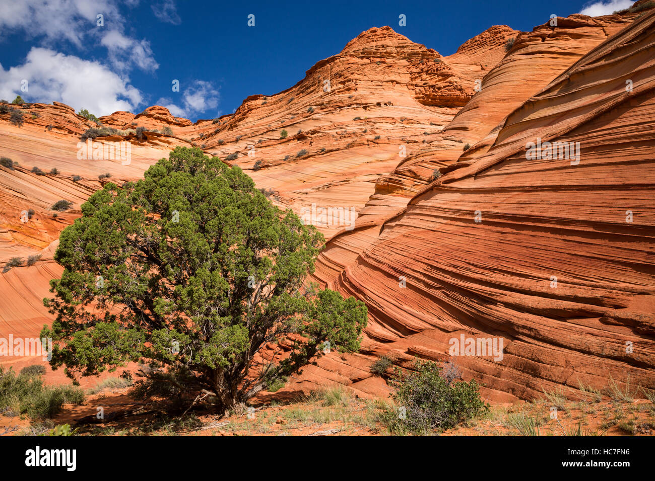 A green Juniper tree stands out from the bright red-orange sandstone of ...