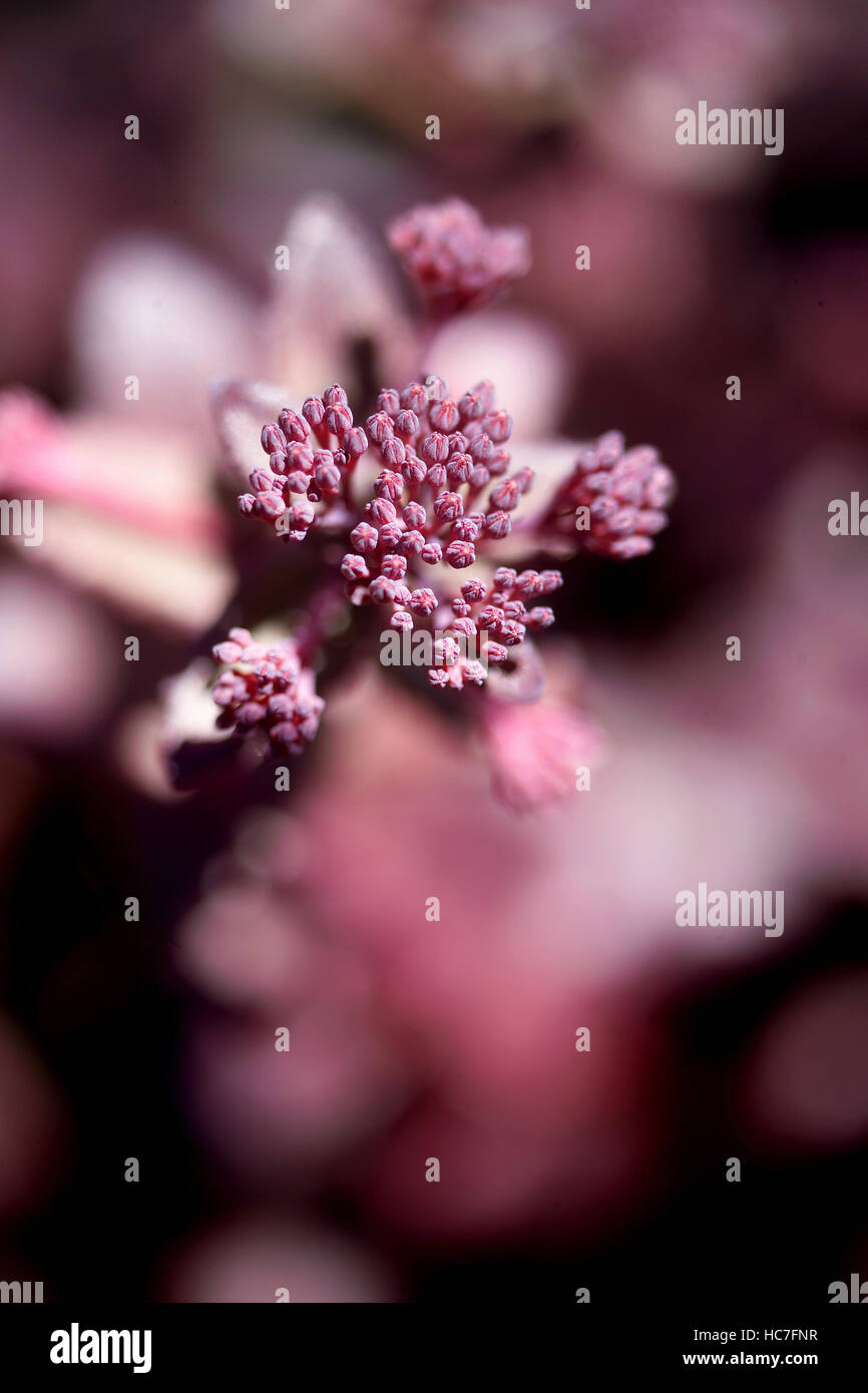 Great sedum hi-res stock photography and images - Alamy