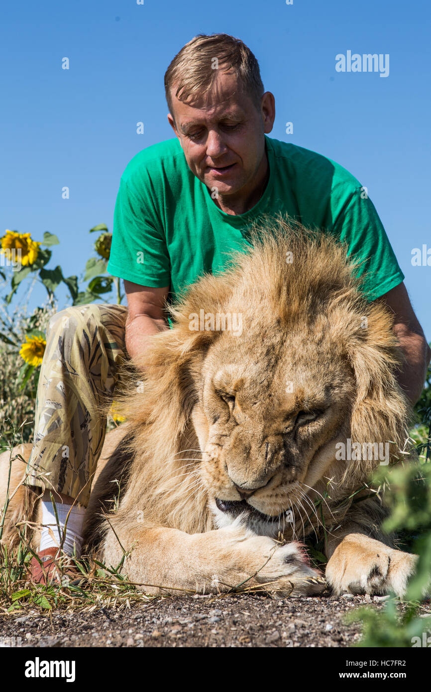 The man hugging the lion in safari park Taigan, Crimea, Russia Stock ...