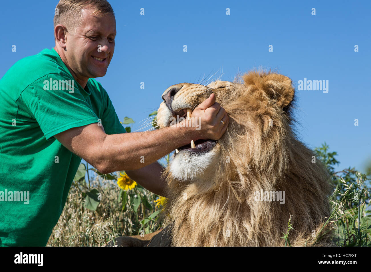 Man puts hand lions mouth hi-res stock photography and images - Alamy