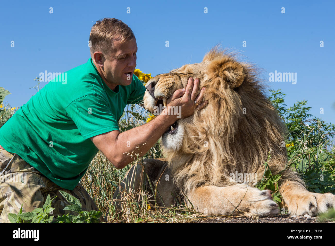 The man puts his hand into the lion's mouth Stock Photo - Alamy