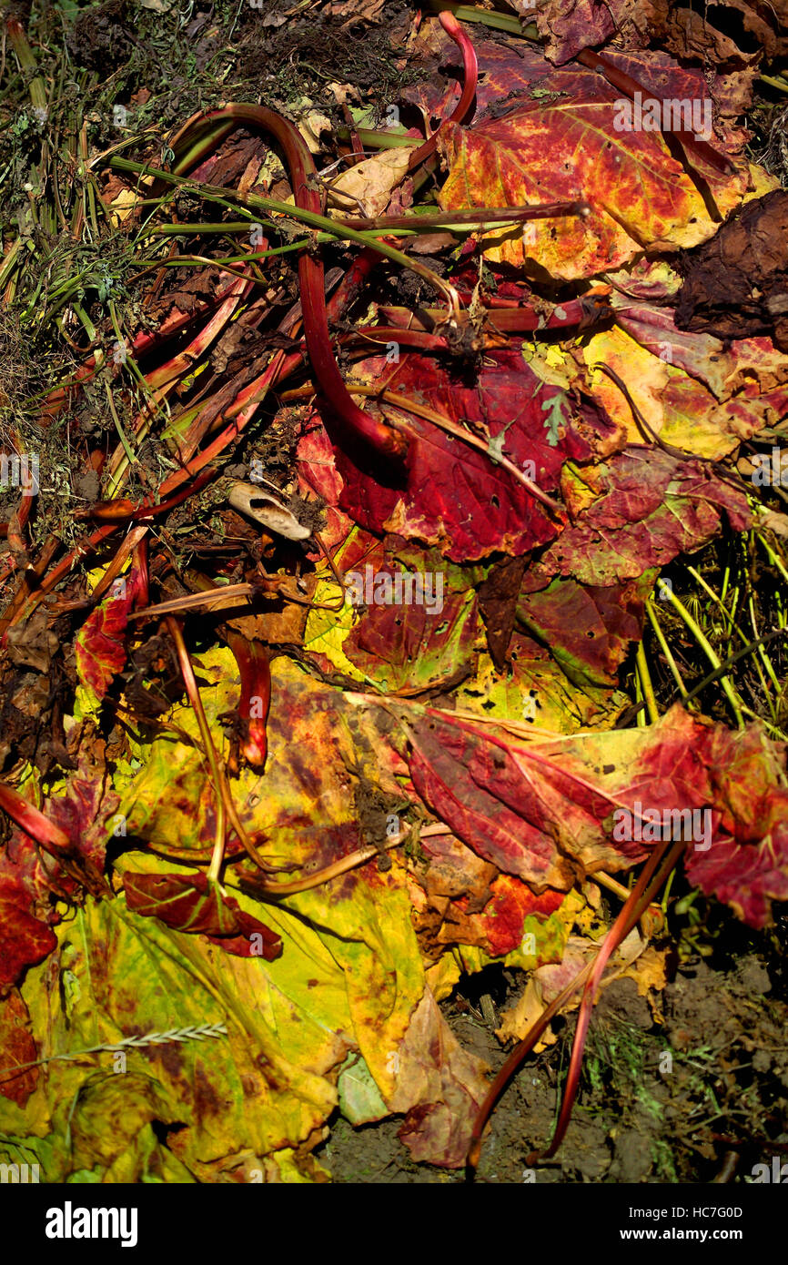Rotting leaves hi-res stock photography and images - Alamy