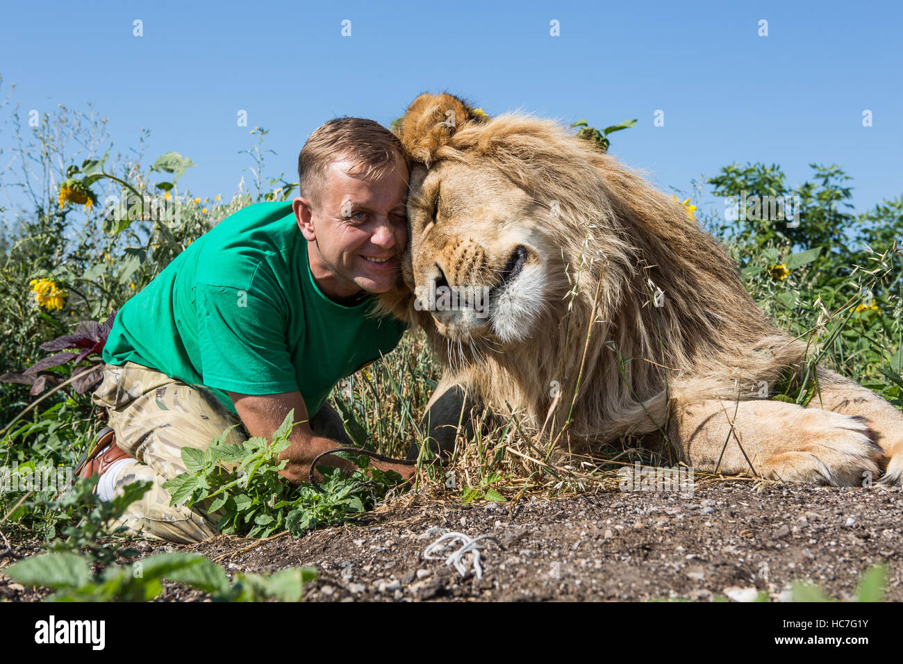 The man and lion are sitting together in the sunflowers Stock Photo - Alamy