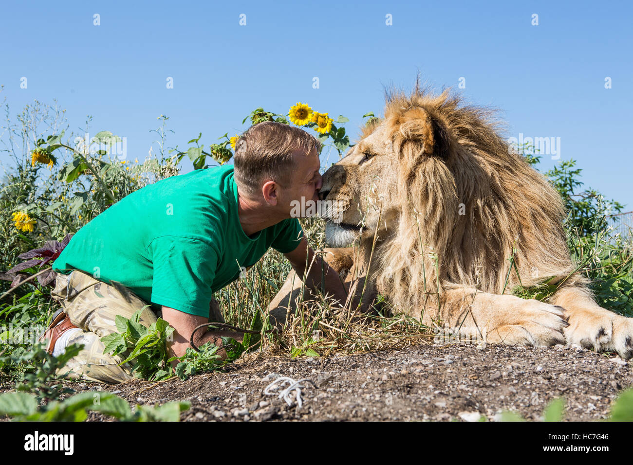 The man and lion are sitting together in the sunflowers Stock Photo - Alamy