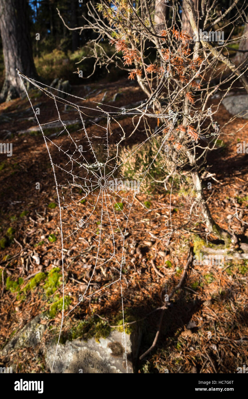 Spiders web tree uk hi-res stock photography and images - Alamy