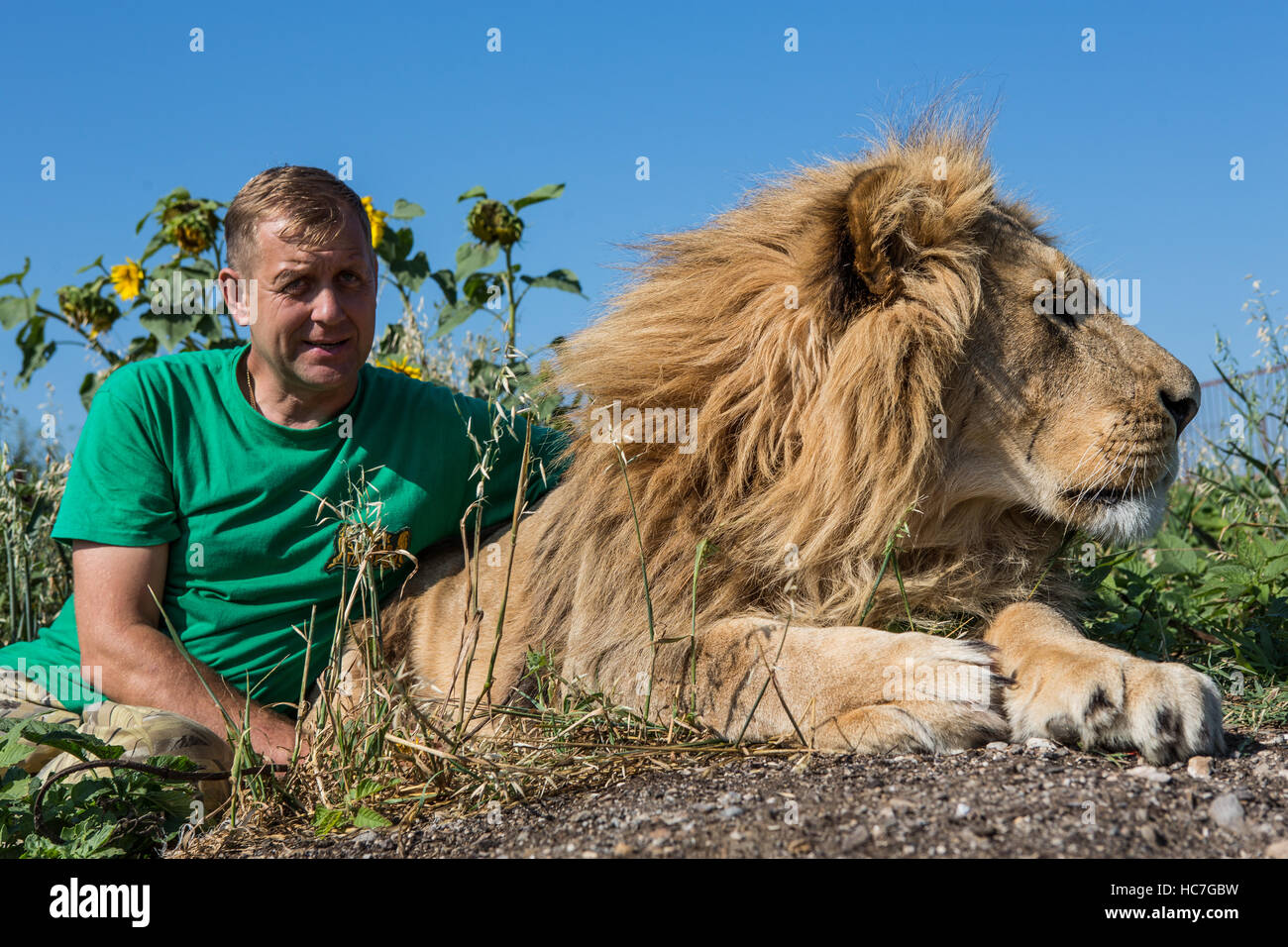 The man and lion are sitting together in the sunflowers Stock Photo - Alamy