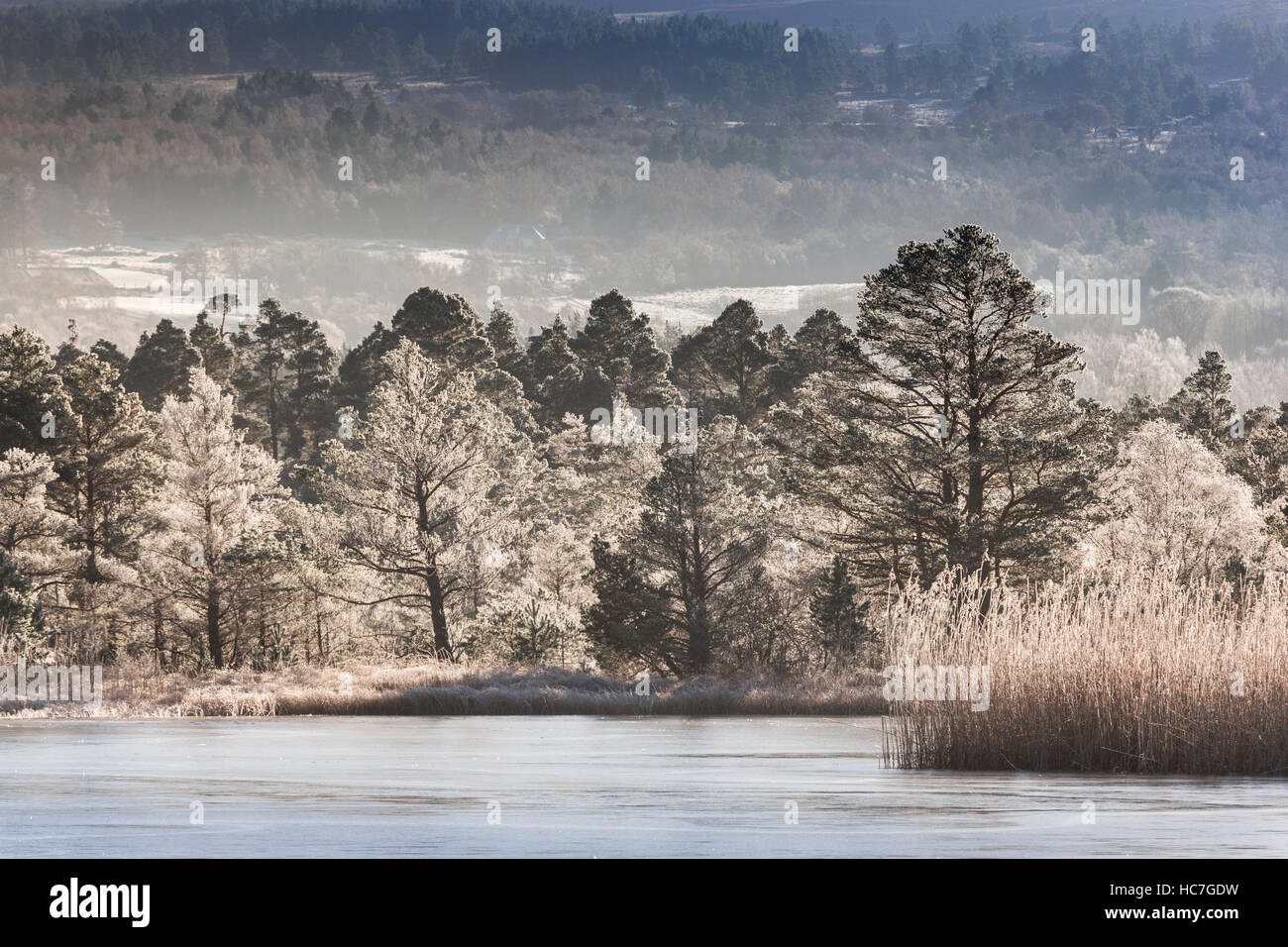 Frosted Trees on Loch Garten in Scotland Stock Photo - Alamy