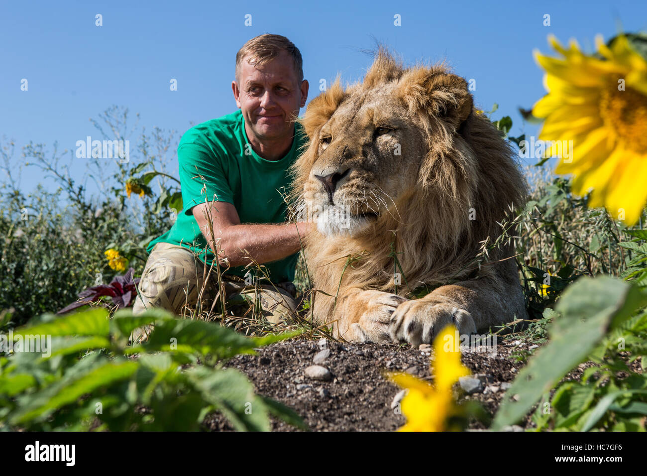 The man and lion are sitting together in the sunflowers Stock Photo - Alamy