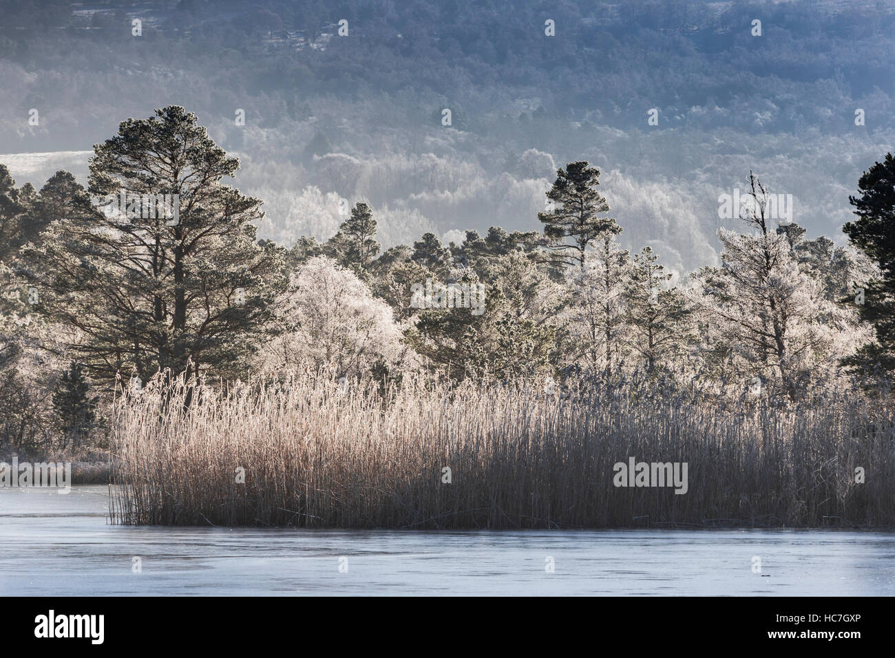 Frosted Trees an Loch Garten in Scotland Stock Photo - Alamy