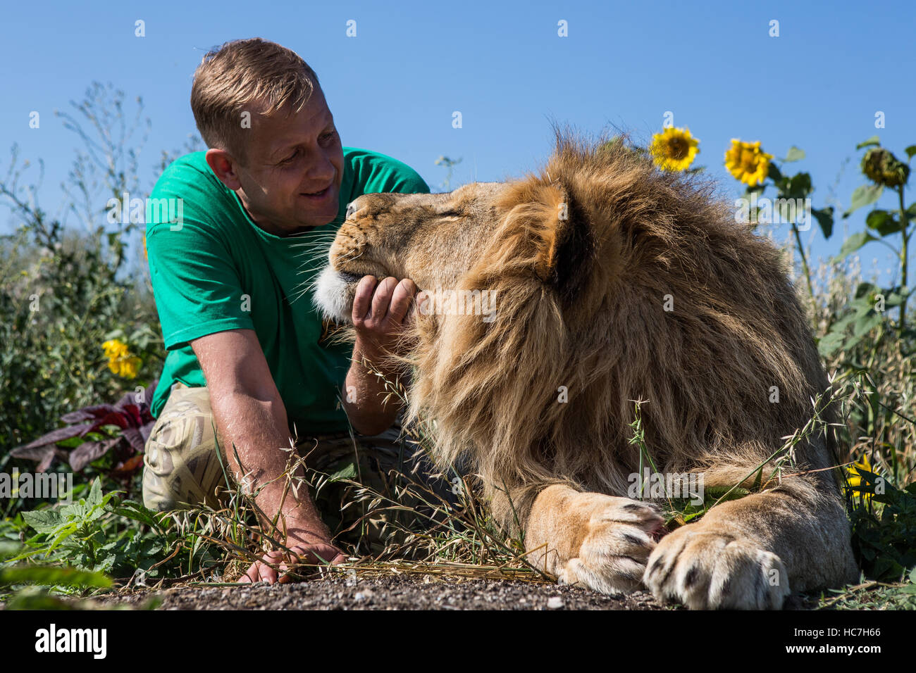 The man and lion are sitting together in the sunflowers Stock Photo - Alamy