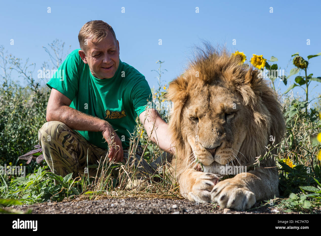 The man and lion are sitting together in the sunflowers Stock Photo - Alamy