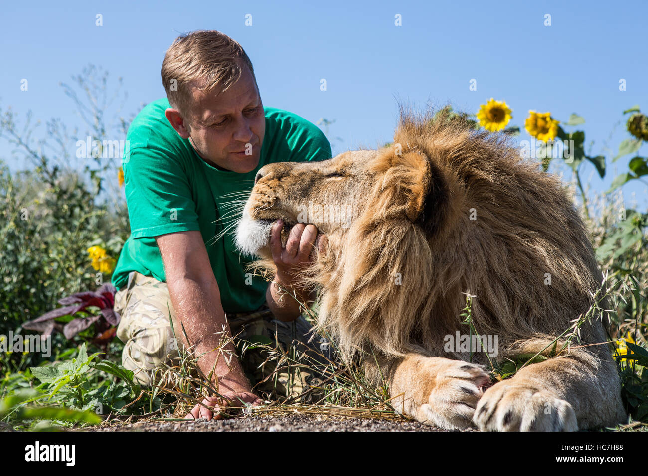 The man and lion are sitting together in the sunflowers Stock Photo - Alamy