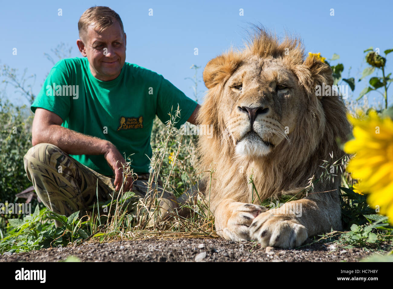 The man and lion are sitting together in the sunflowers Stock Photo - Alamy