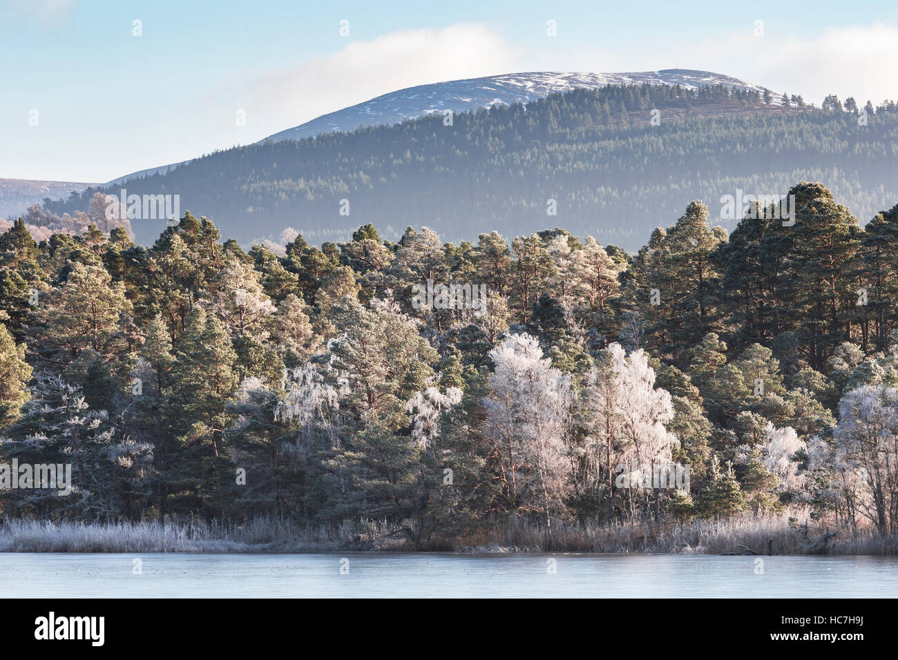Frosted Trees on Loch Garten in Scotland Stock Photo - Alamy