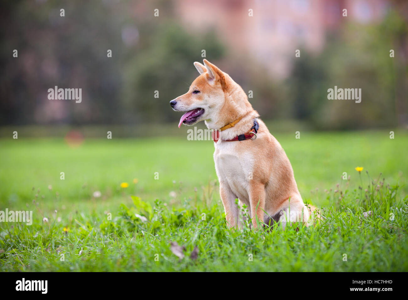 A young shiba inu sits in the park Stock Photo - Alamy