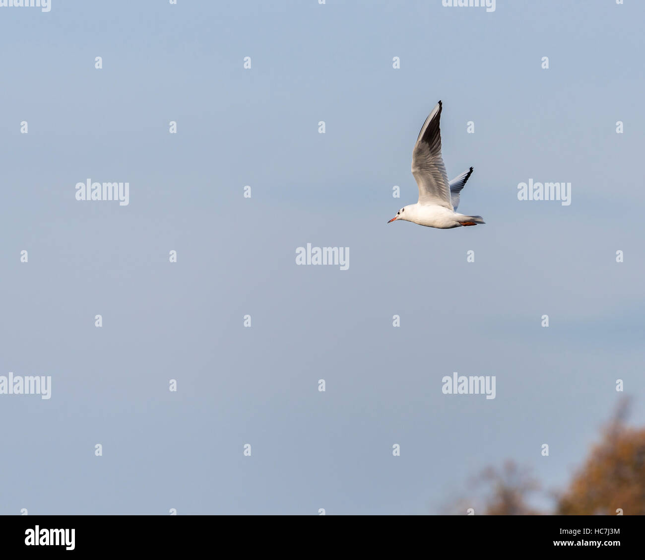 Black headed Gull in flight Stock Photo - Alamy