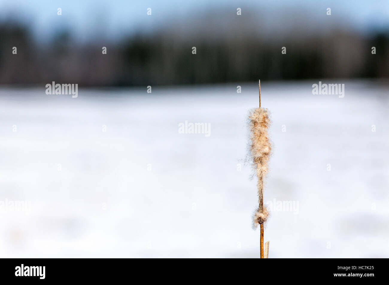 Cattails, reed in closeup. White snowy background Stock Photo - Alamy