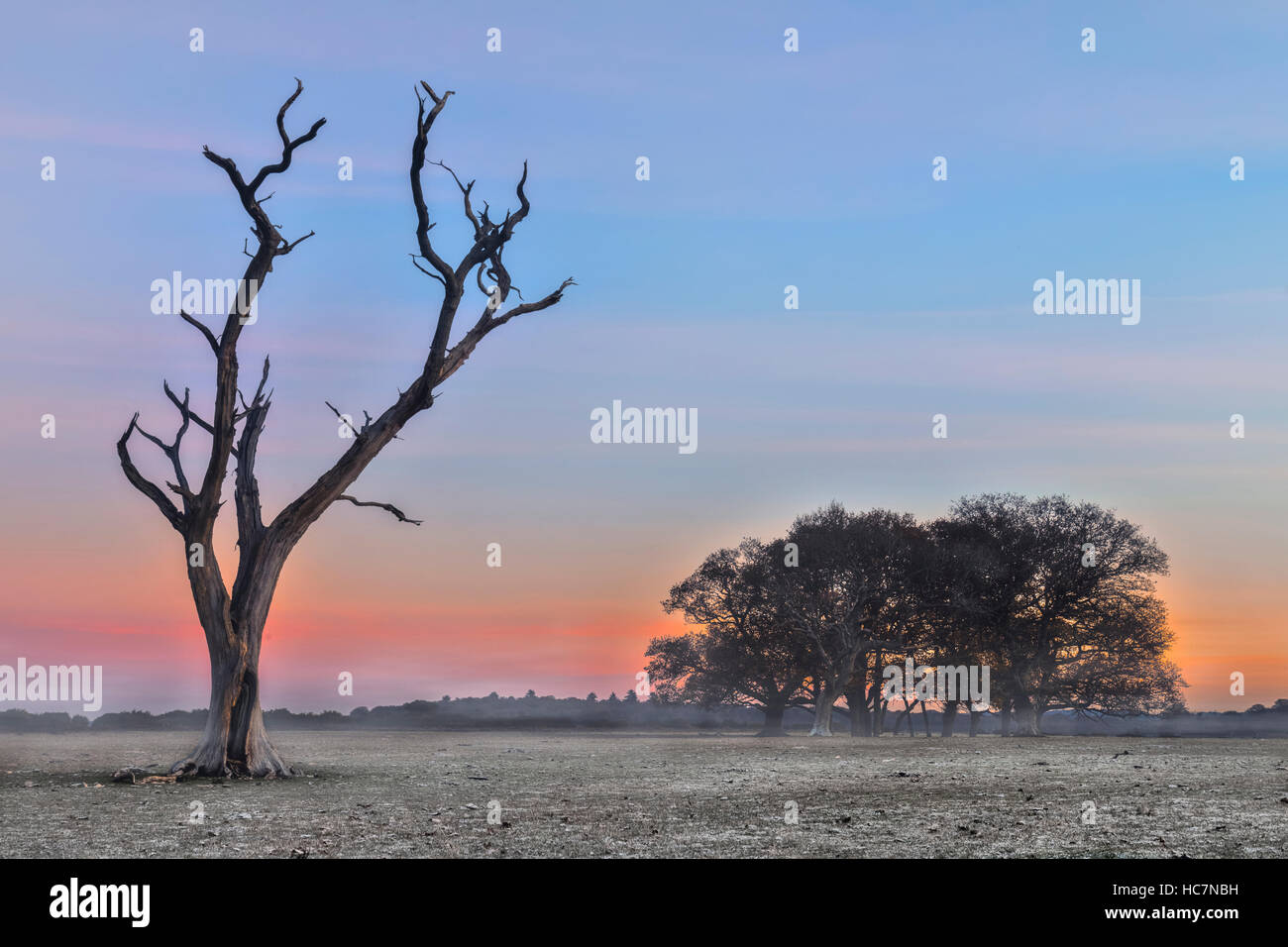 a dead tree in the New Forest on a winter morning, Hampshire, England ...