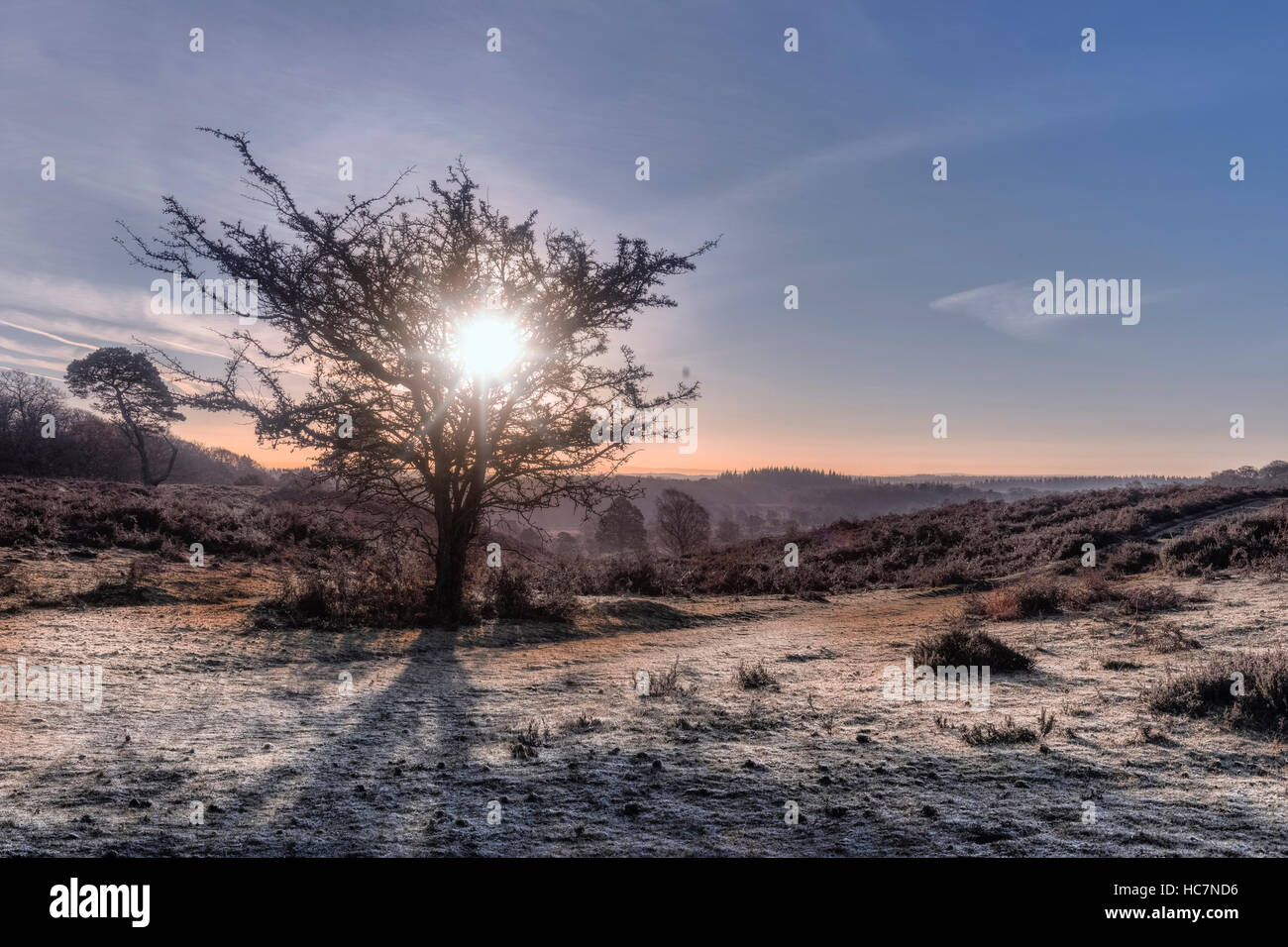 a dead tree in the New Forest on a winter morning, Hampshire, England ...