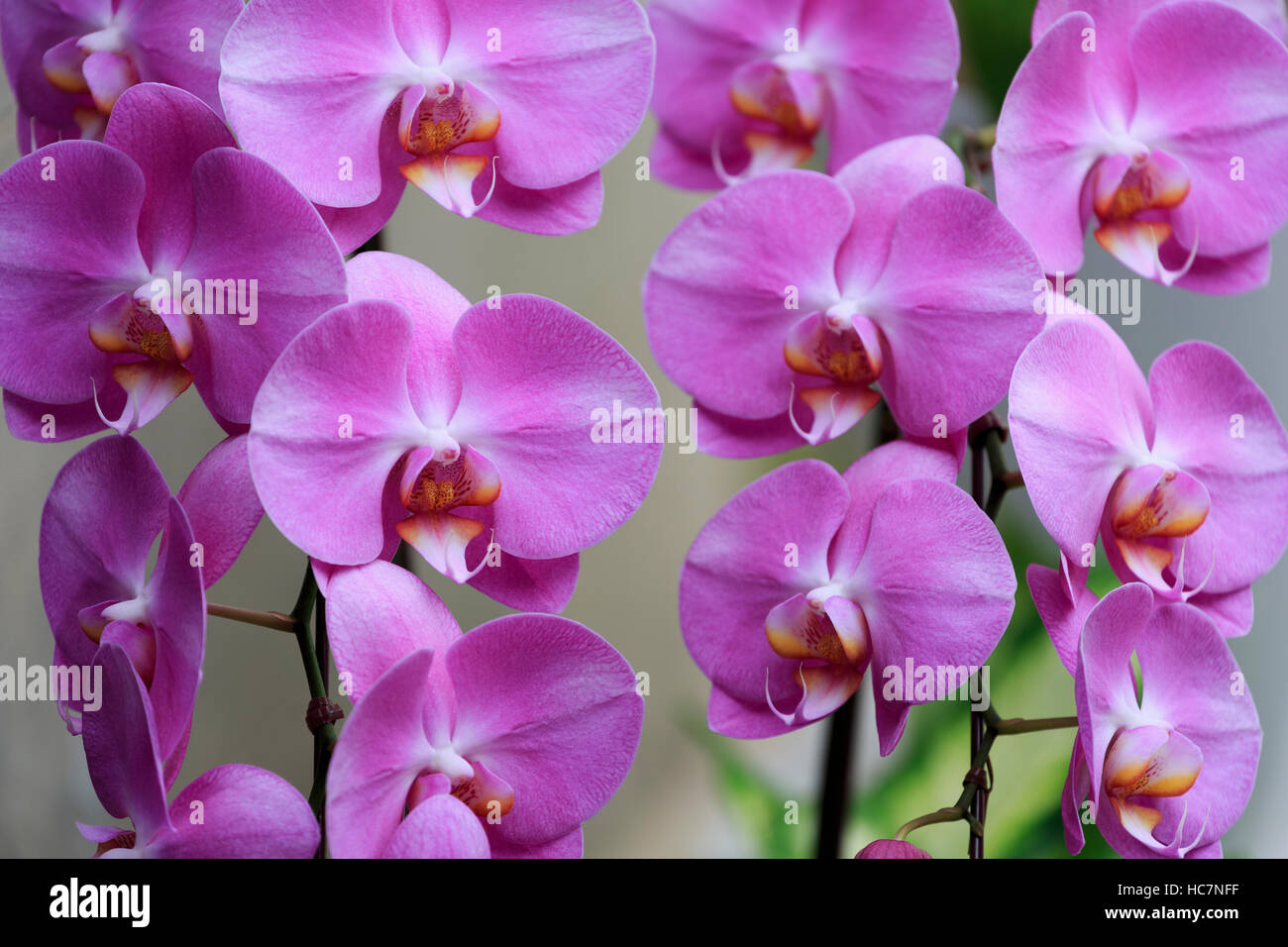 Kyushu flower hi-res stock photography and images - Alamy