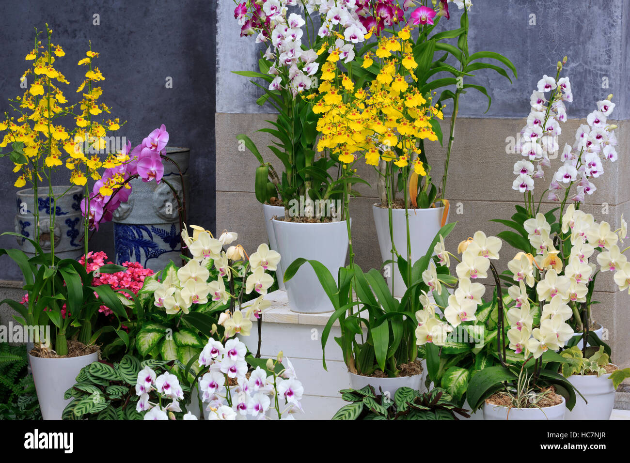 Kyushu flower hi-res stock photography and images - Alamy