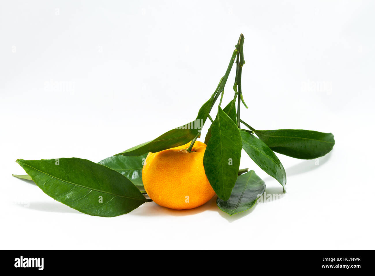 ripe mandarin and green leaves isolated on white background Stock Photo ...