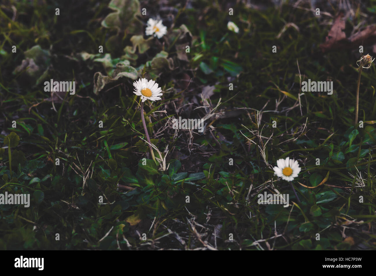 Growing daisy hi-res stock photography and images - Alamy