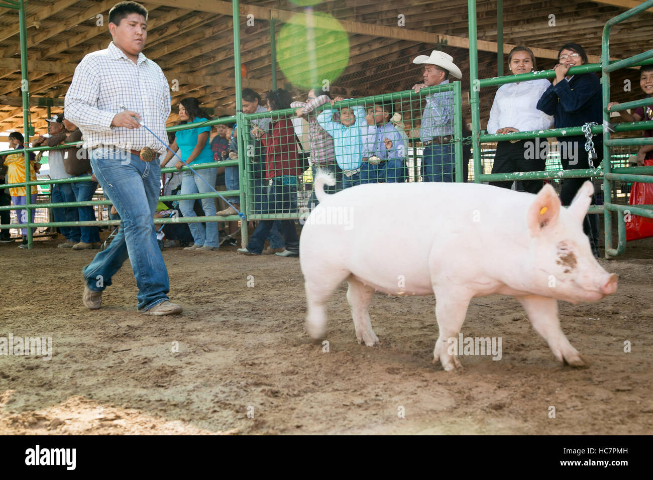 Window Rock, Arizona, USA. Navajo Nation. 4 H competition at the Navajo ...