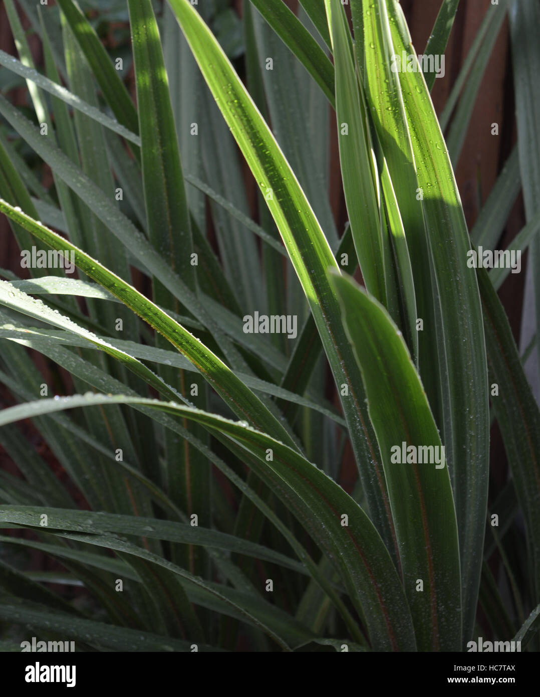 Palm leves hi-res stock photography and images - Alamy