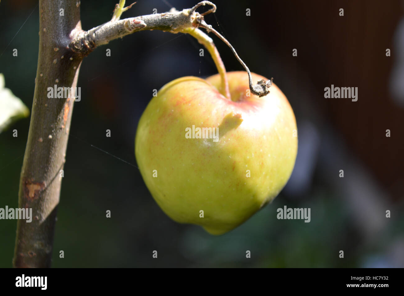 Apple on the tree Stock Photo - Alamy