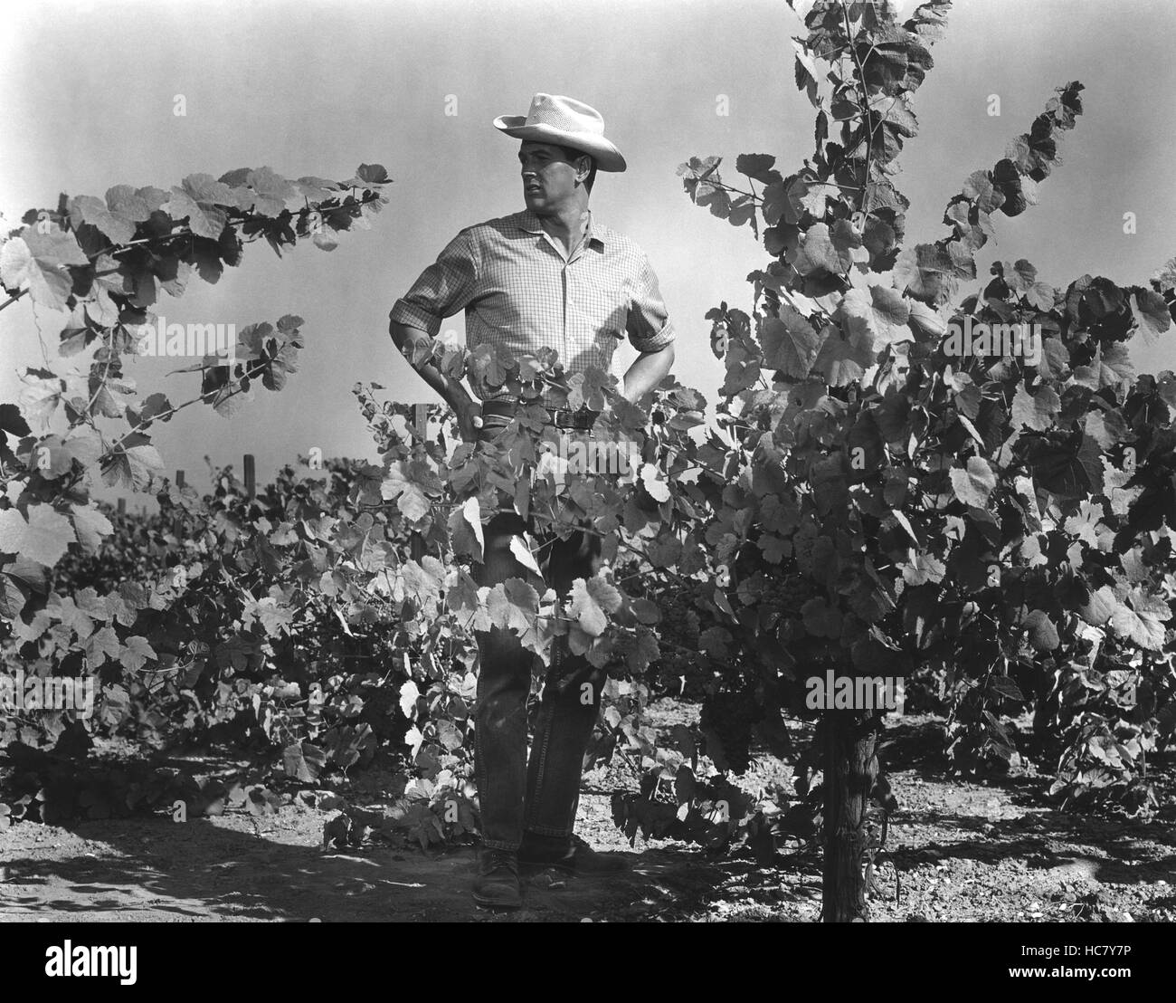 THIS EARTH IS MINE, Rock Hudson, 1959 Stock Photo - Alamy