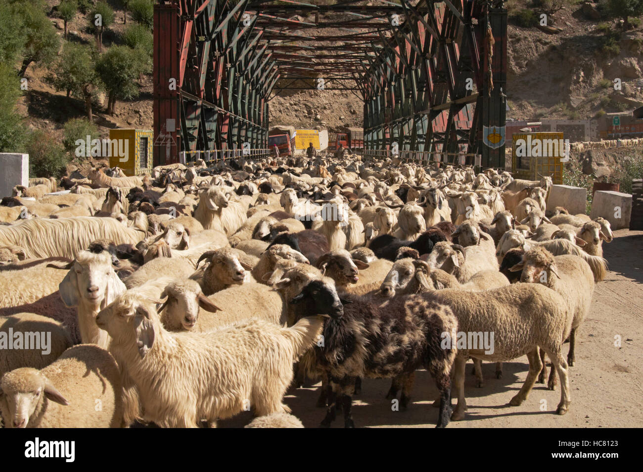 Sheep goat flock hi-res stock photography and images - Alamy