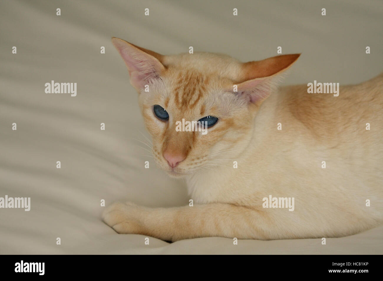 Red point siamese hi-res stock photography and images - Alamy