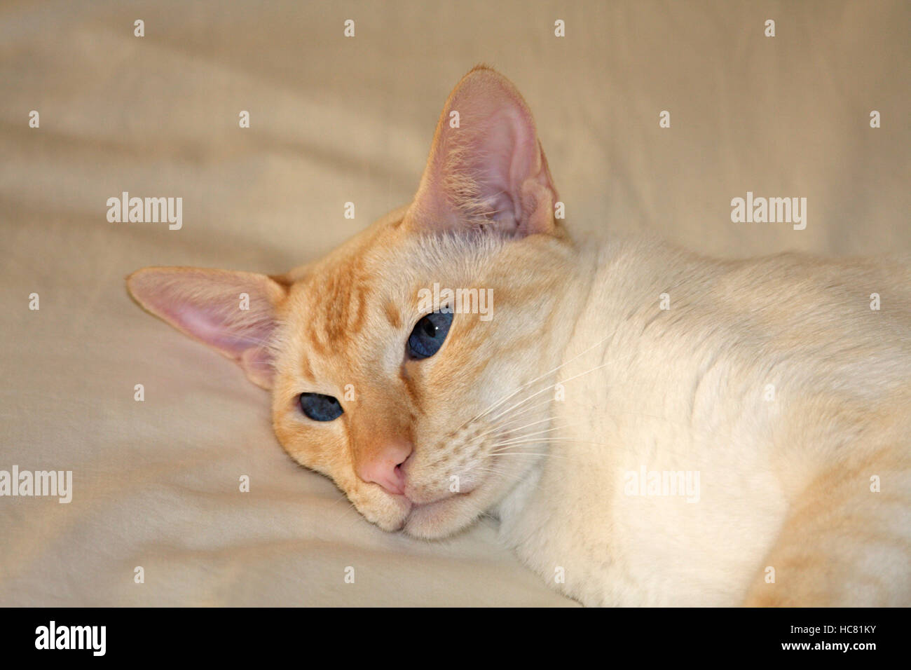 Close up of a red point siamese cat Stock Photo - Alamy