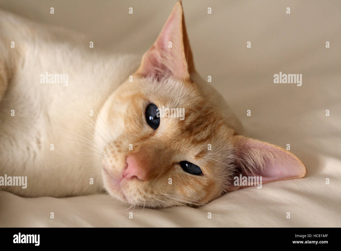 Red point siamese hi-res stock photography and images - Alamy