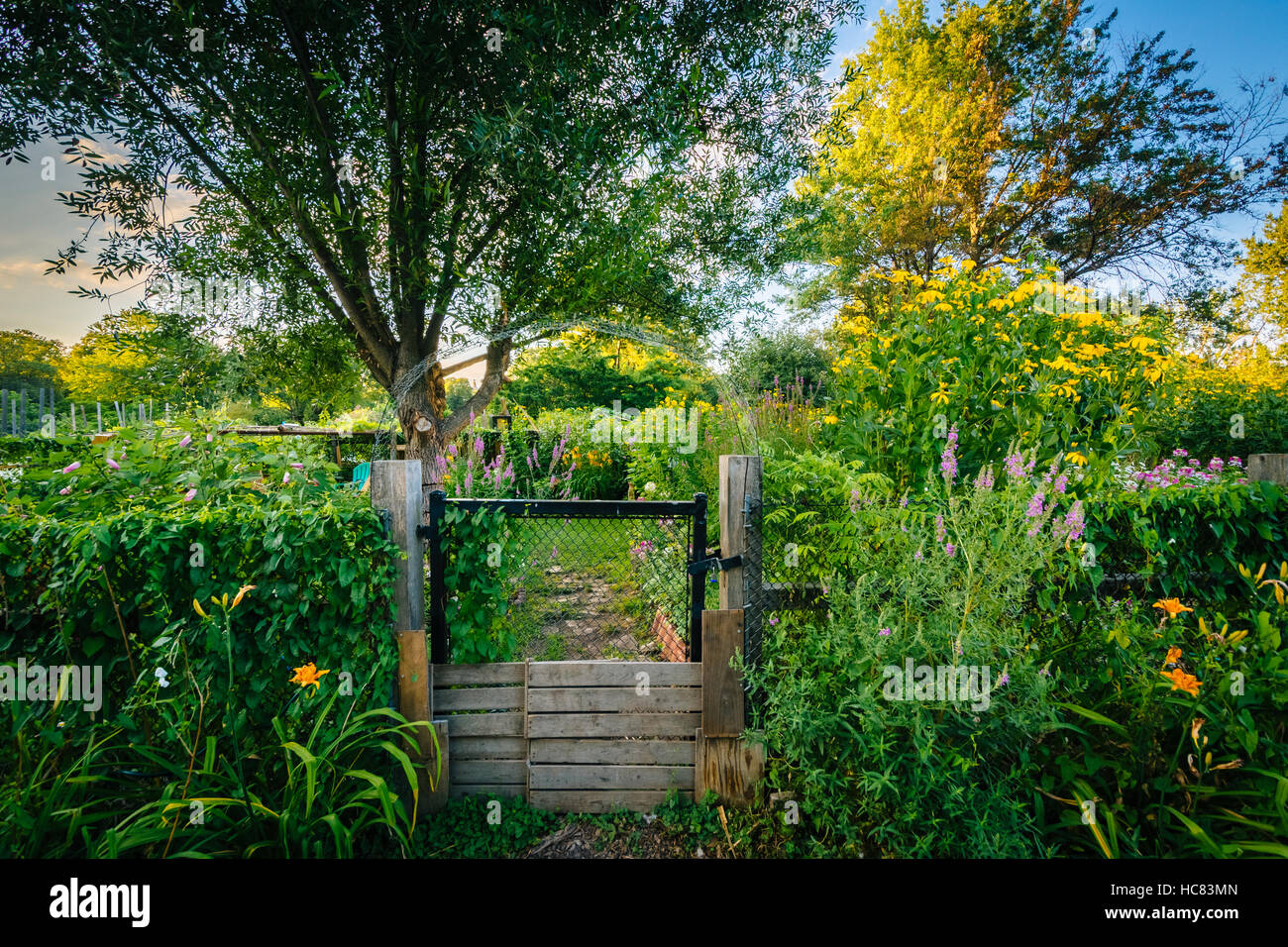 Gardens at Back Bay Fens, in Boston, Massachusetts Stock Photo - Alamy