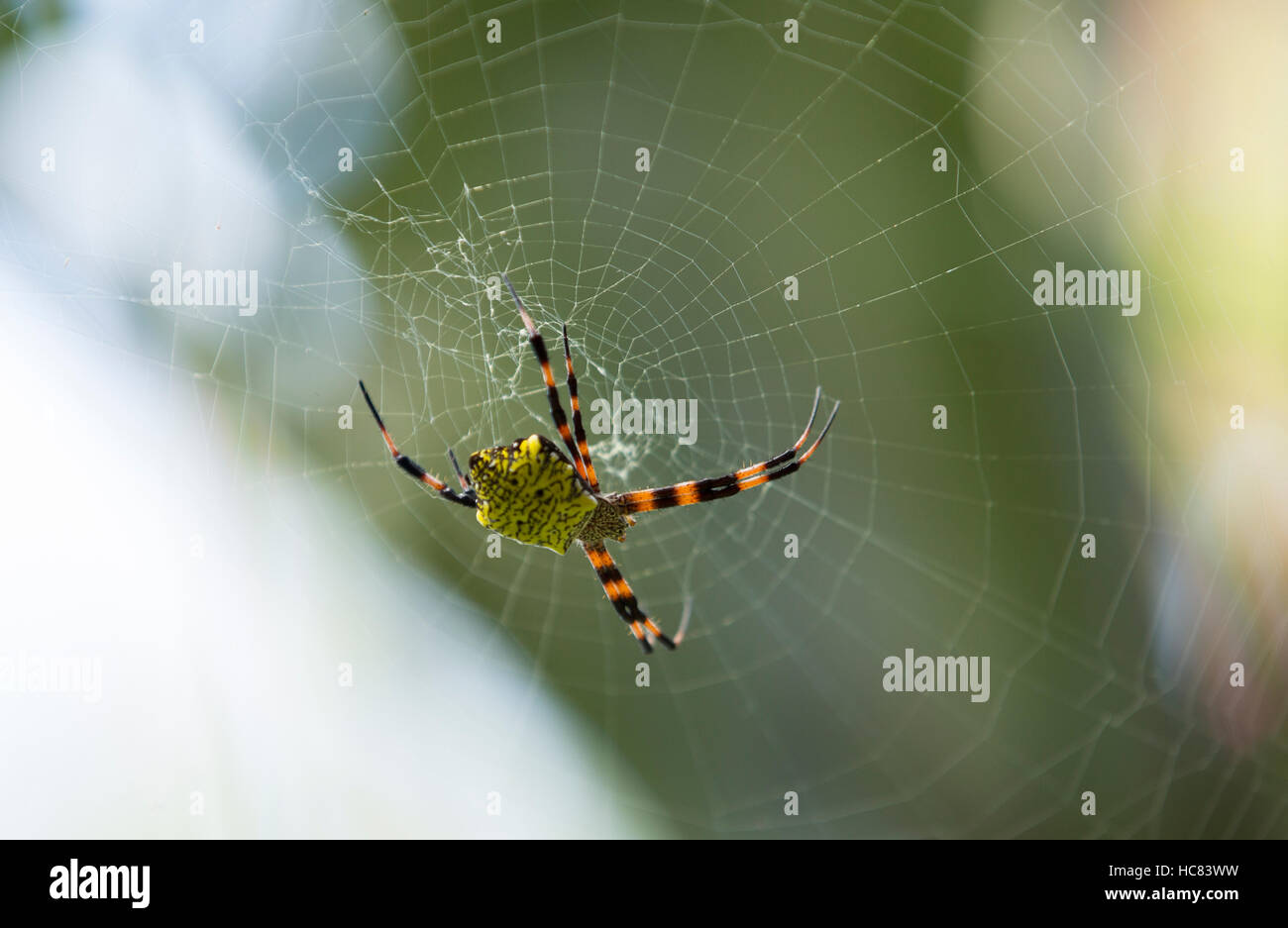 Spider spinning web hi-res stock photography and images - Alamy