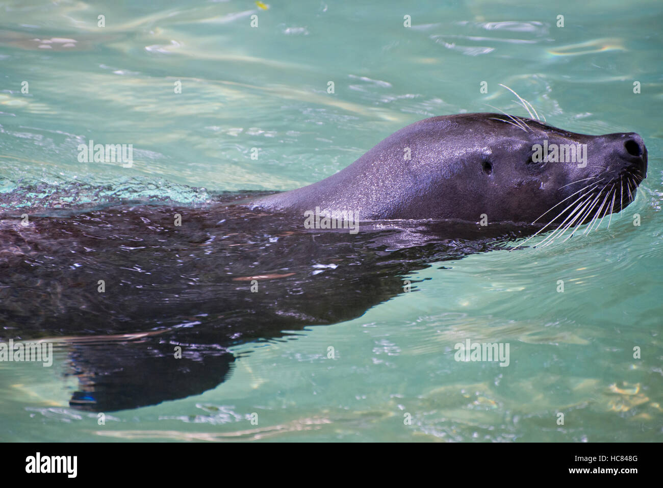 Henry vilas zoo wisconsin hi-res stock photography and images - Alamy