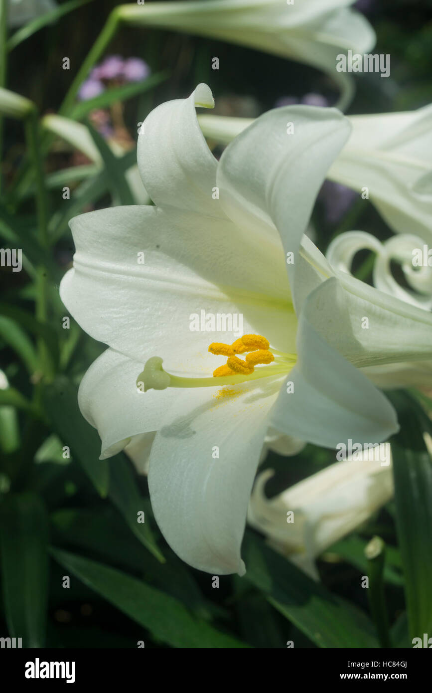 White lily plant hi-res stock photography and images - Alamy