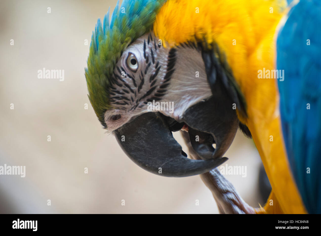 Blue-and-yellow macaw preening its self Stock Photo - Alamy