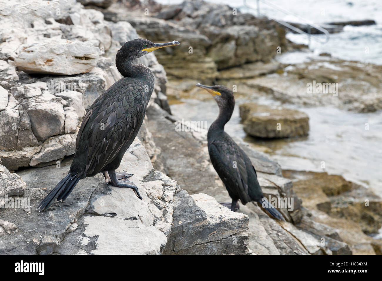 Great Cormorant Birds closeup in Istria, Croatia Stock Photo - Alamy