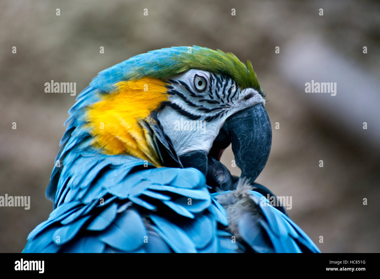 Blue-and-yellow macaw preening its self Stock Photo - Alamy