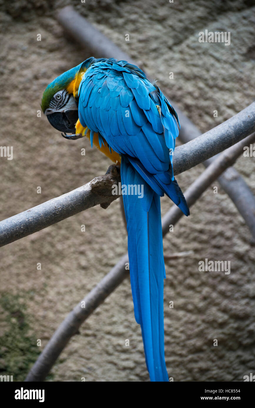 Blue-and-yellow macaw preening its self Stock Photo - Alamy