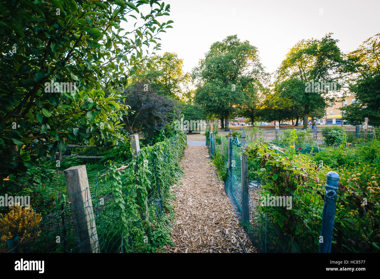 Walkway and gardens at Back Bay Fens, in Boston, Massachusetts Stock ...