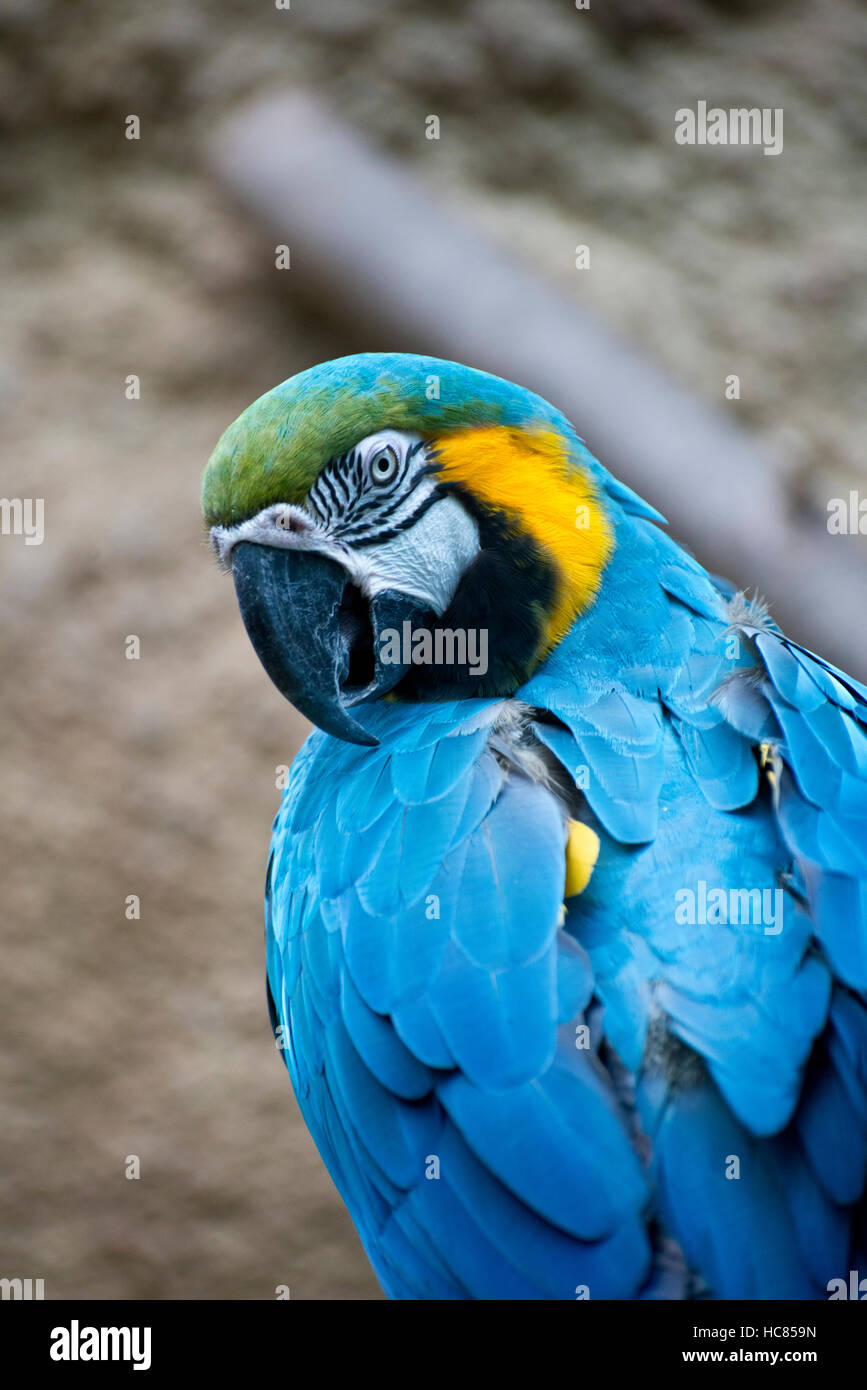 Blue-and-yellow macaw preening its self Stock Photo - Alamy