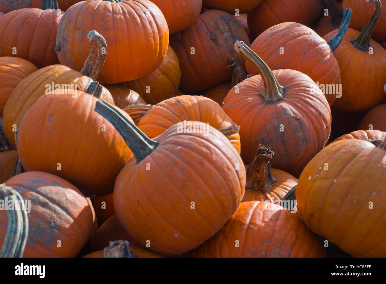 Pumpkin patch at a farmers market in Wisconsin Stock Photo - Alamy