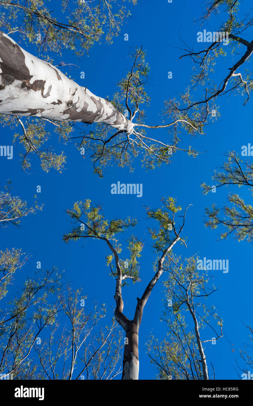 An abstract view looking up into gum trees Stock Photo - Alamy