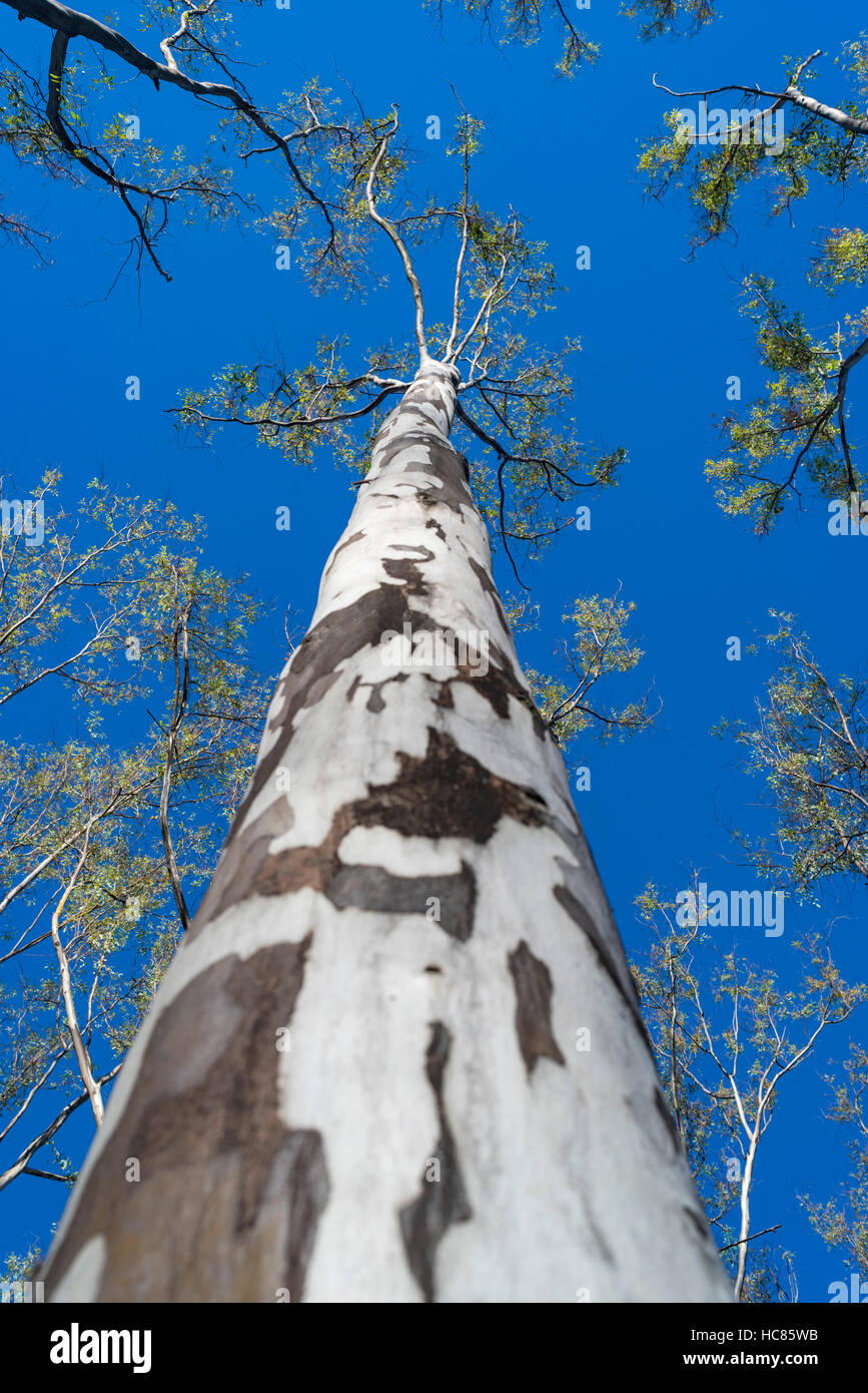 An abstract view looking up into gum trees Stock Photo - Alamy