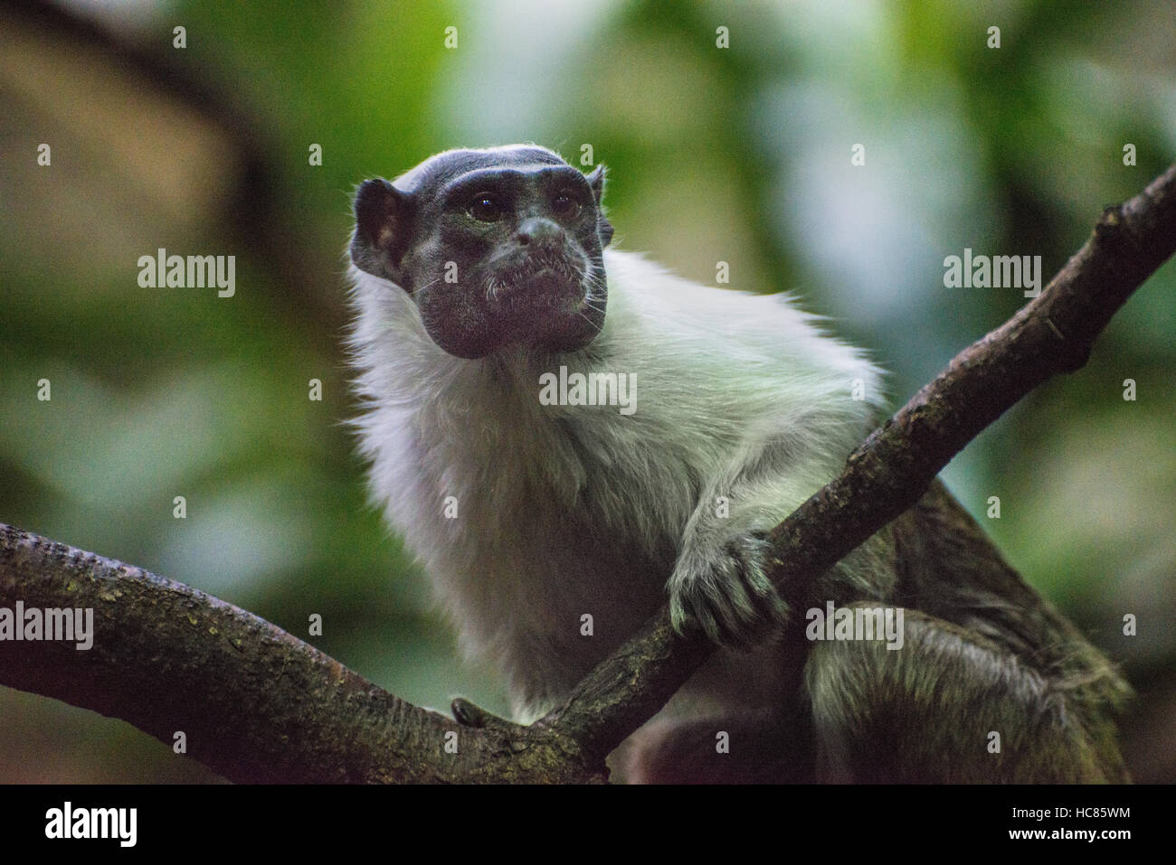 Pied tamarin hi-res stock photography and images - Alamy
