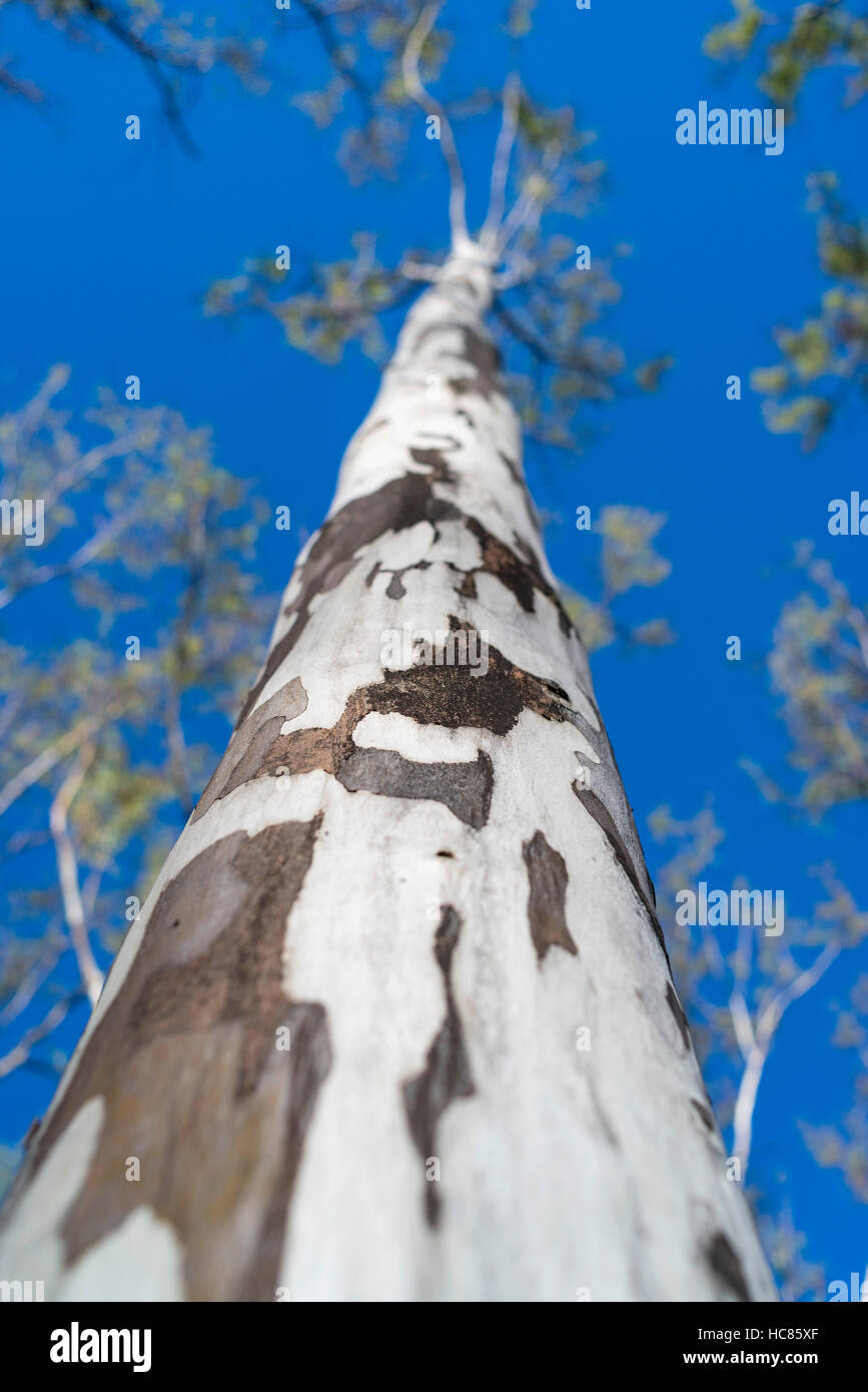 An abstract view looking up into gum trees Stock Photo - Alamy